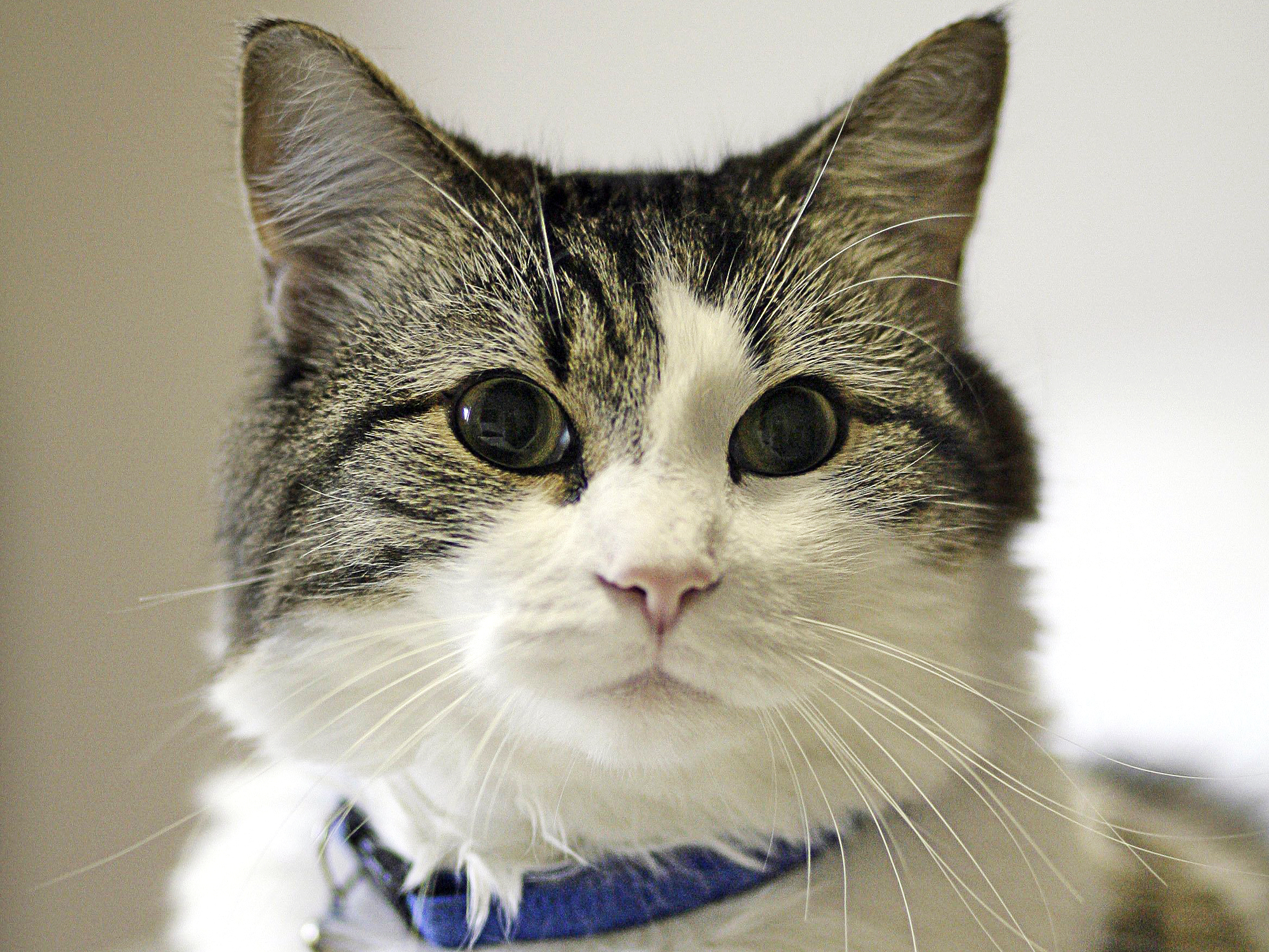 16th-century manual shows 'rocket cat' weaponry | abc10.com