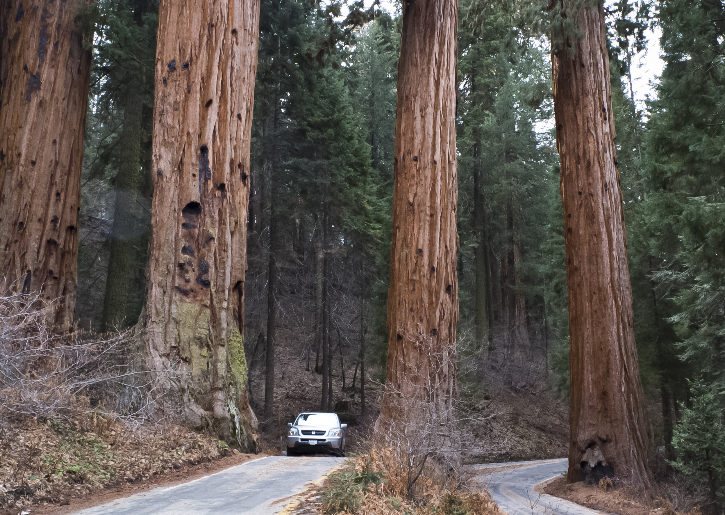 Outcry saves rare redwood from chopping block | abc10.com
