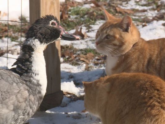 Adorable duck is best friends with family's two cats | abc10.com