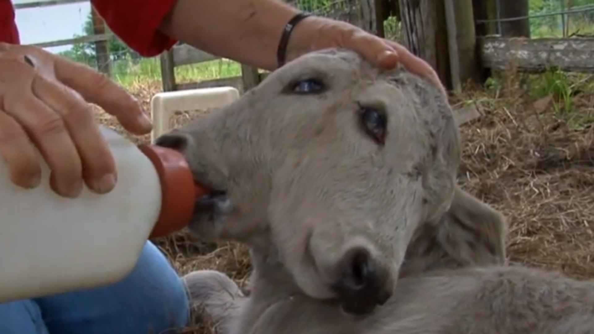 Rare two-headed calf will break your heart | abc10.com