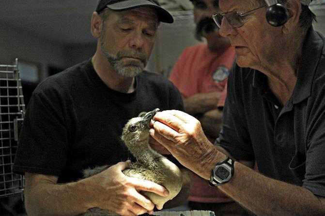 Wildlife rescue saves 'little lives' with 'Giving' donations | abc10.com