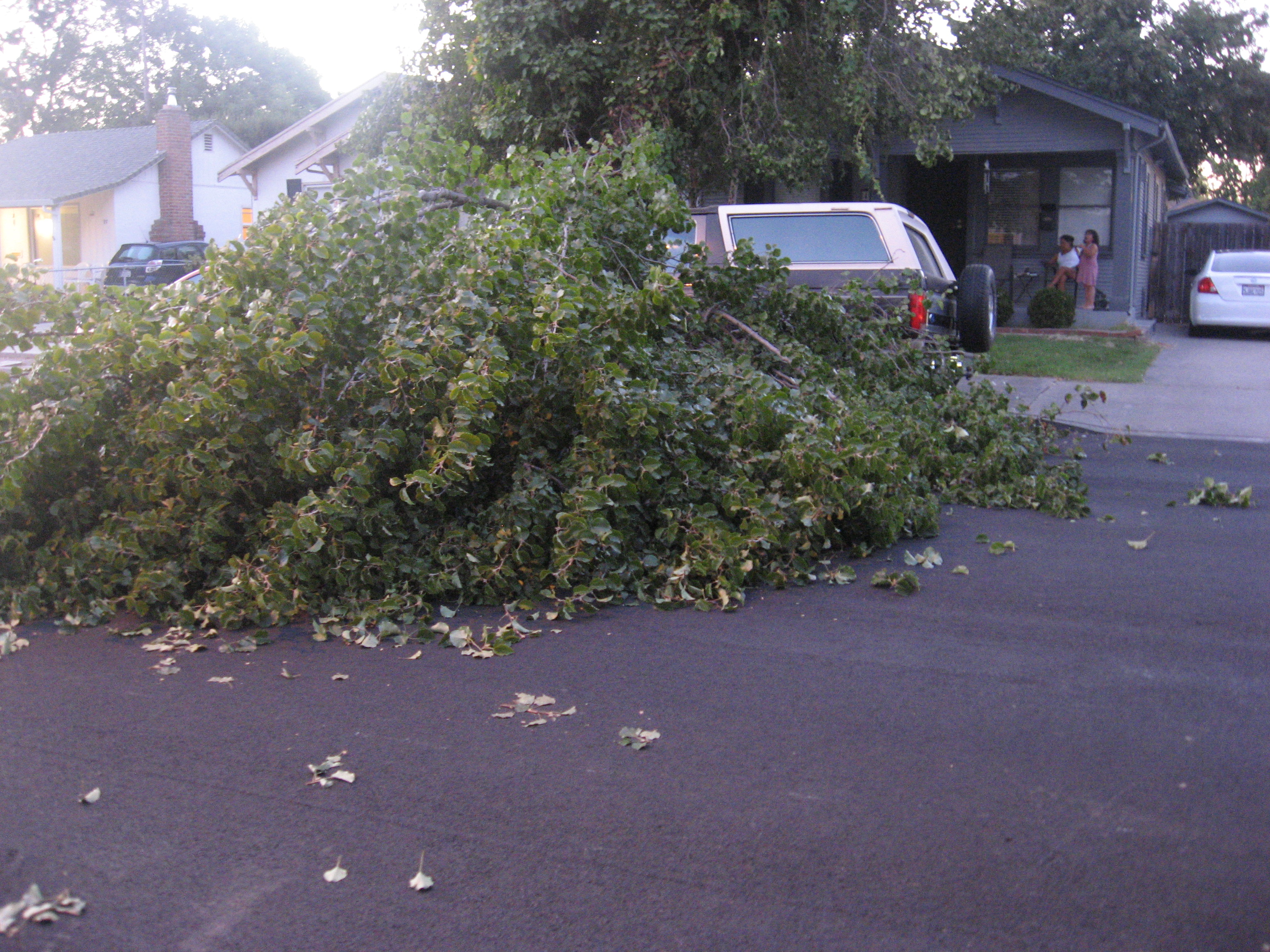 Drought may be to blame for falling tree limbs | abc10.com