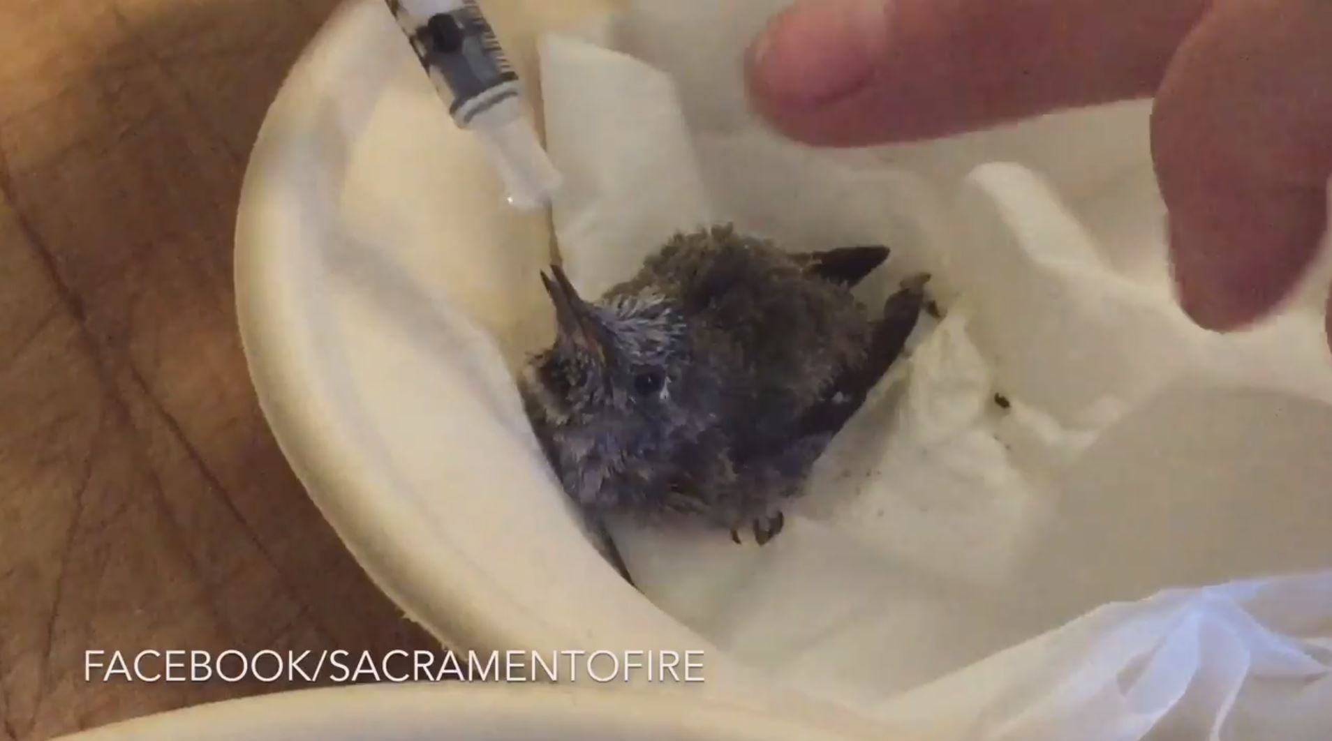 Firefighters nurse baby hummingbird back to health | king5.com