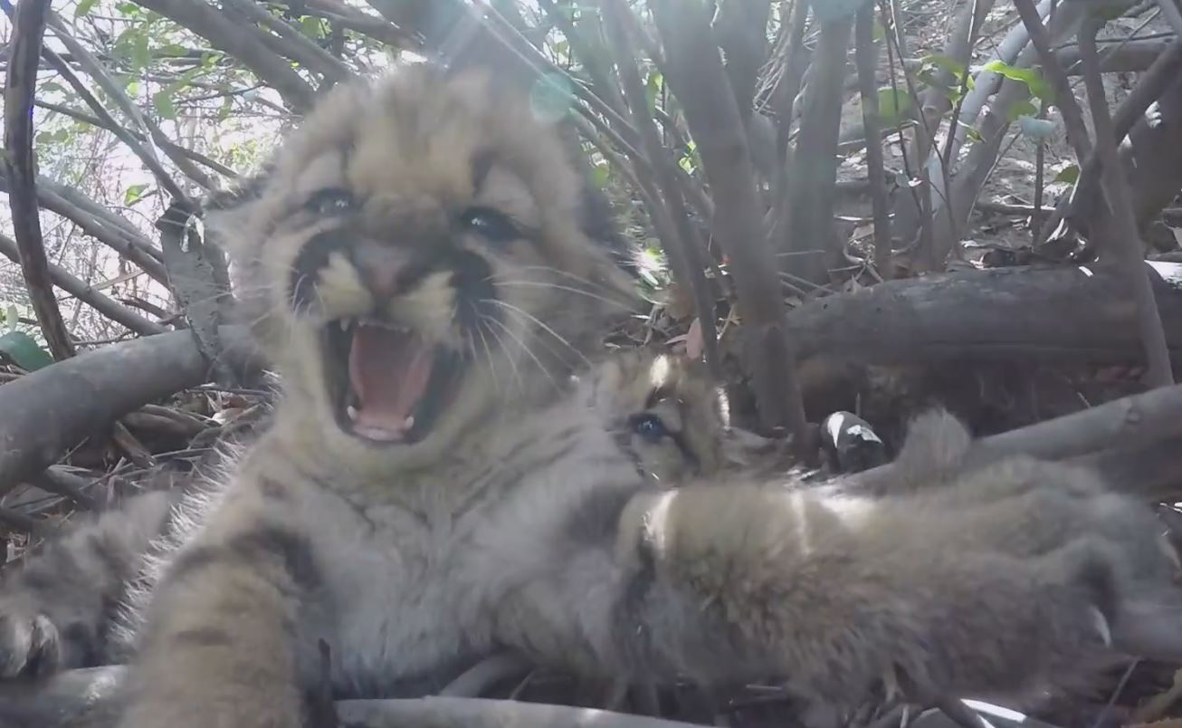 2 mountain lion litters found in California mountains | abc10.com
