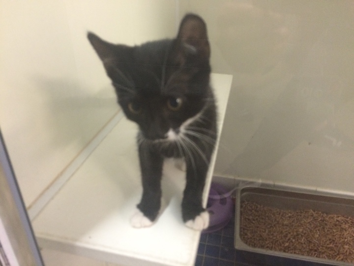 Shelter full of kittens soon to be ready for adoption | abc10.com