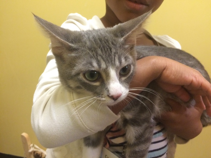 Shelter full of kittens soon to be ready for adoption | abc10.com