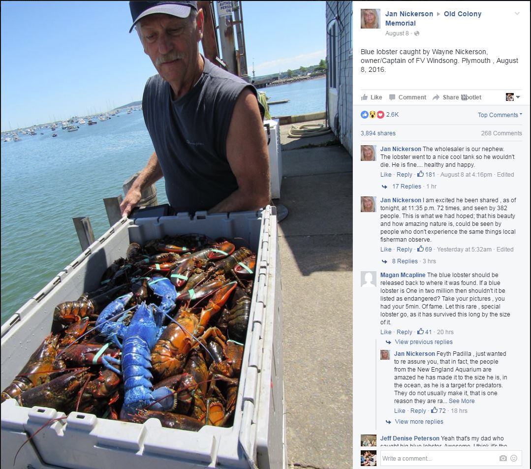Lobsterman catches rare, bright blue lobster off the coast of Cape Cod ...
