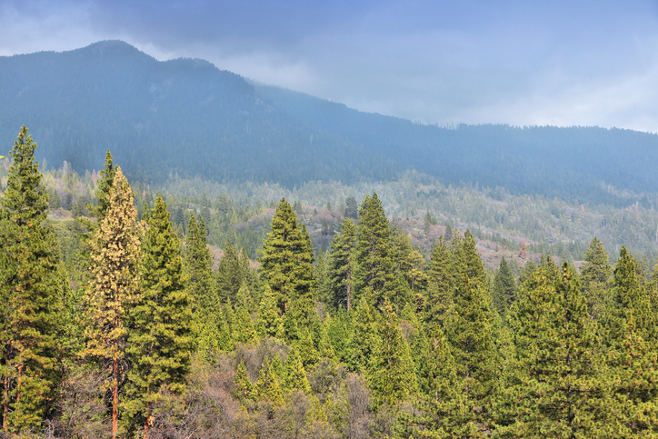 California's albino redwoods mystery might be solved | abc10.com