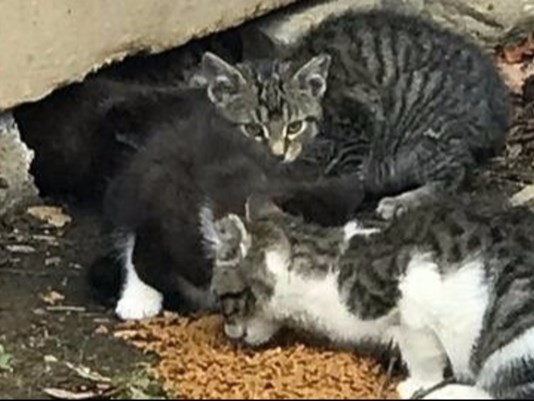 Rescue teams checking on animals stranded by Gatlinburg fire | abc10.com