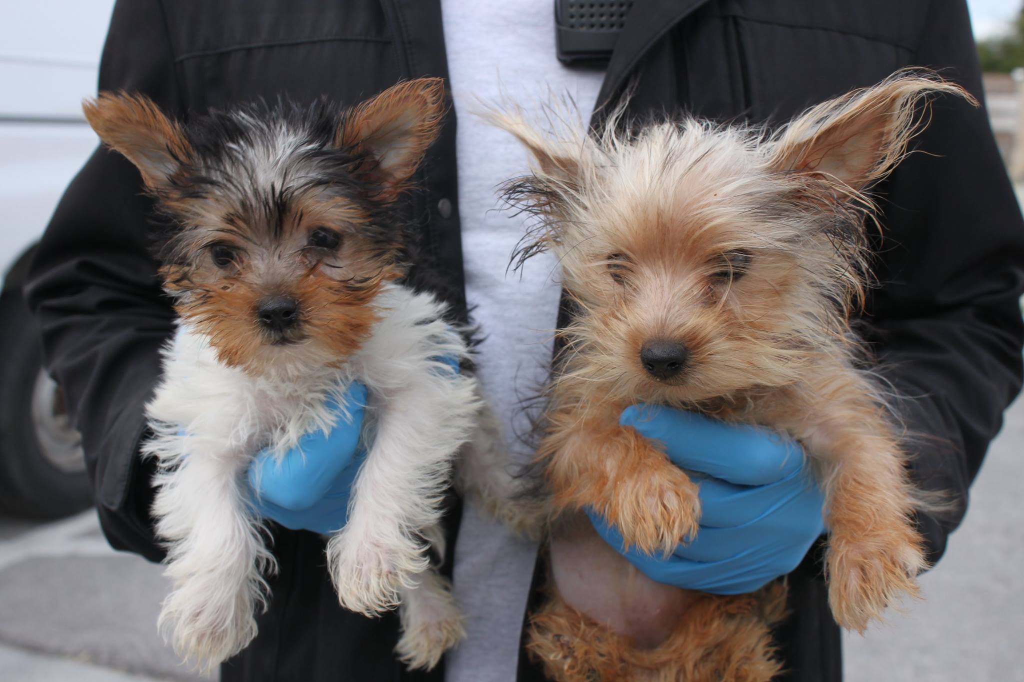 Alleged dog hoarders charged with abuse and neglect | abc10.com