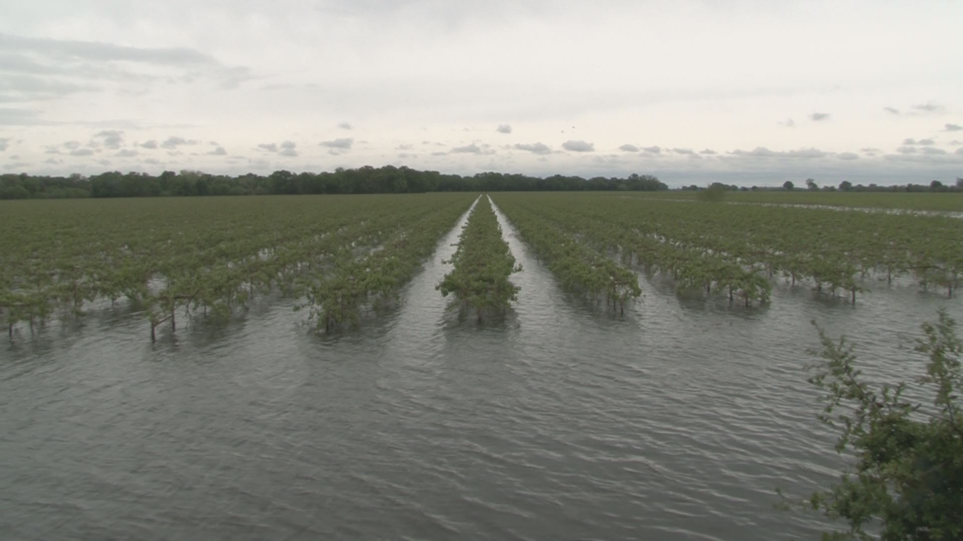 Historic flooding threatening to ruin several local wine grape ...