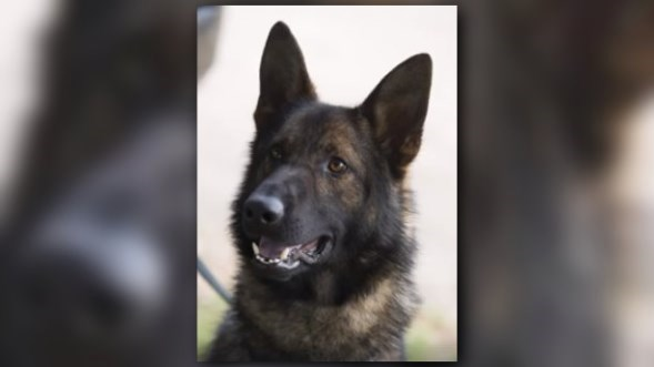 Cancer survivor gives Sacramento County's newest K9 galactic name ...