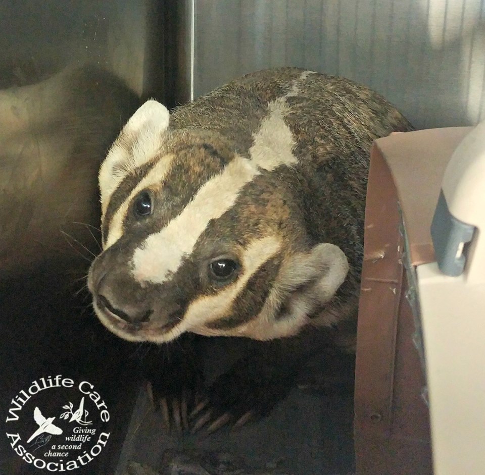 Badger discovered in Sacramento 'a rare sight' | abc10.com
