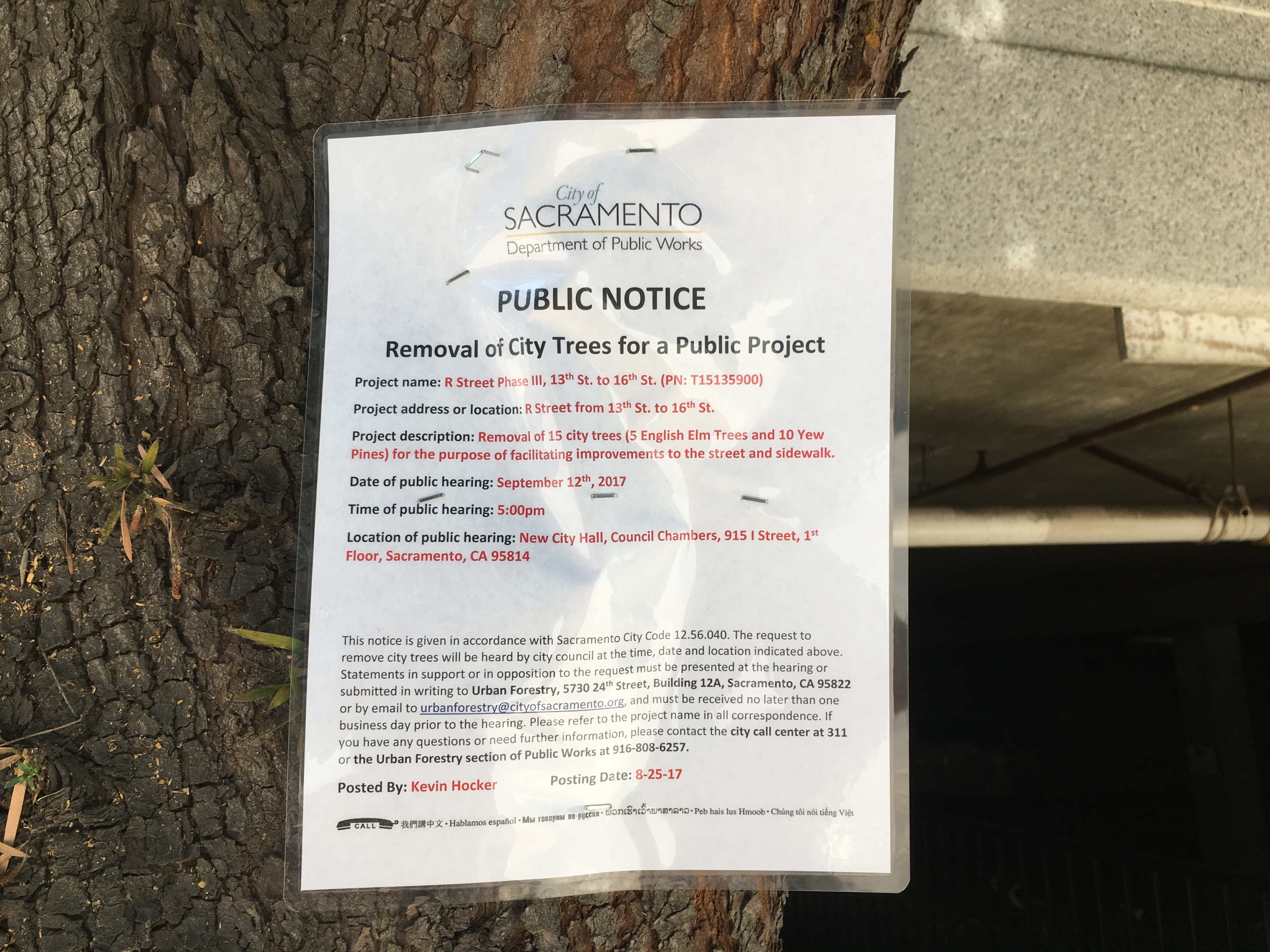 Tree advocates contest replacement of Midtown trees | abc10.com