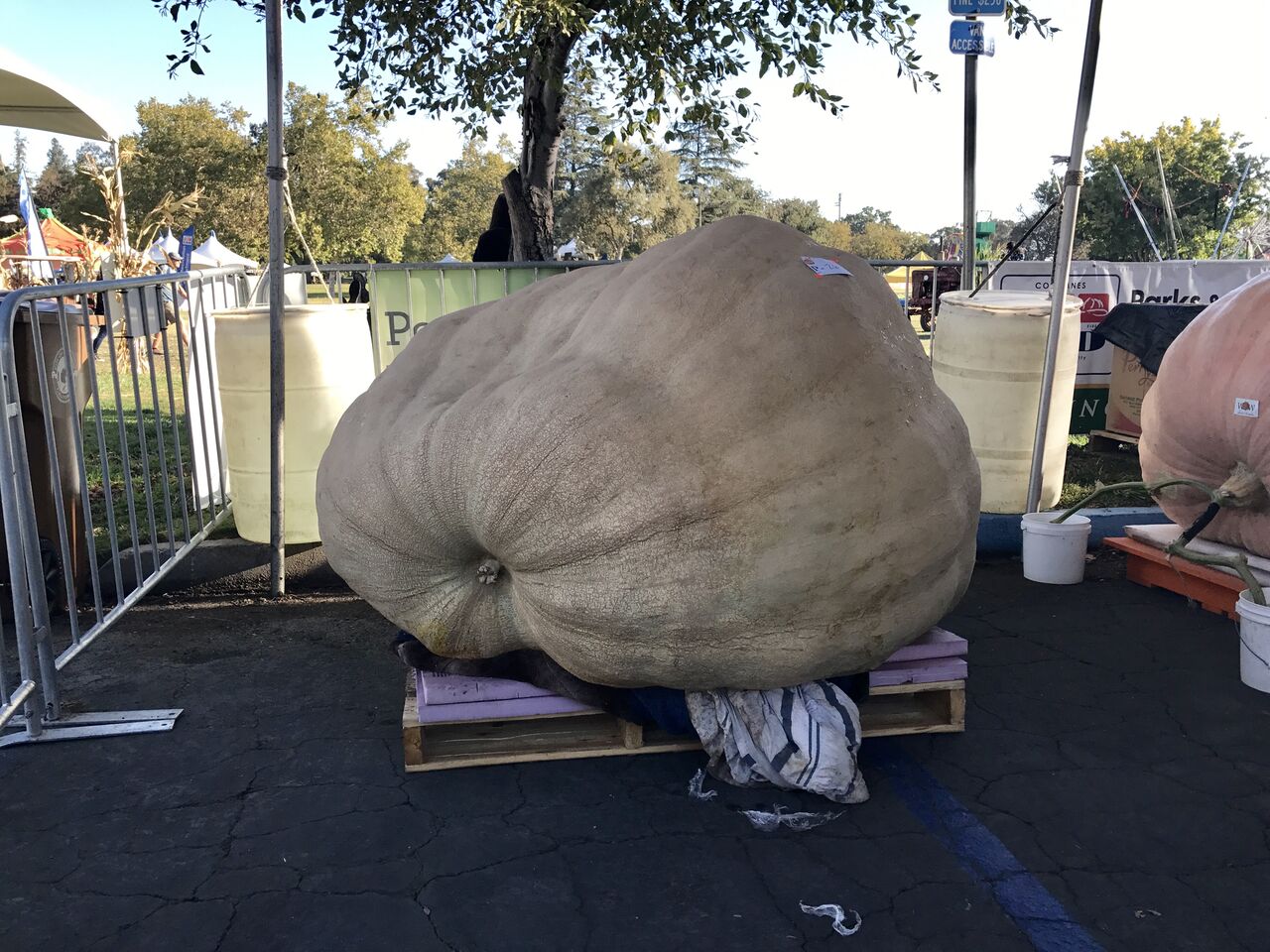 Nearly 2,100 lb. pumpkin sets local record | abc10.com