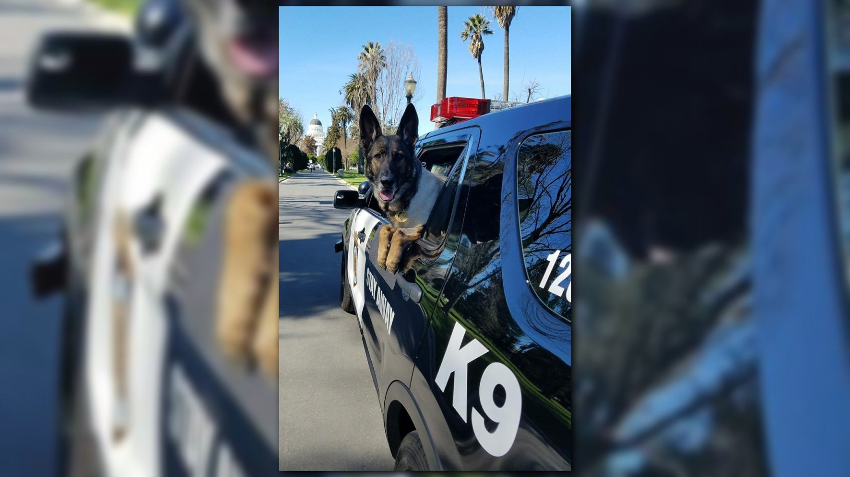 Sacramento Police supporting K9 'Ace' through terminal cancer diagnosis ...